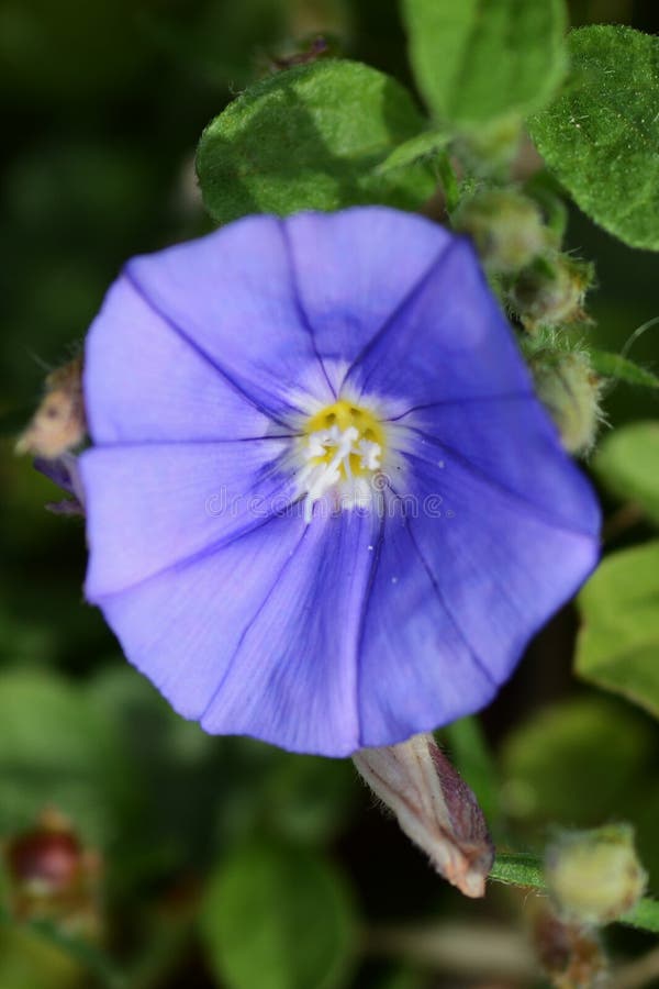 Ground morning glory stock image. Image of park, blooming - 147283899