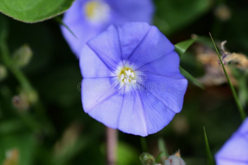 Ground morning glory stock image. Image of park, blooming - 147283899