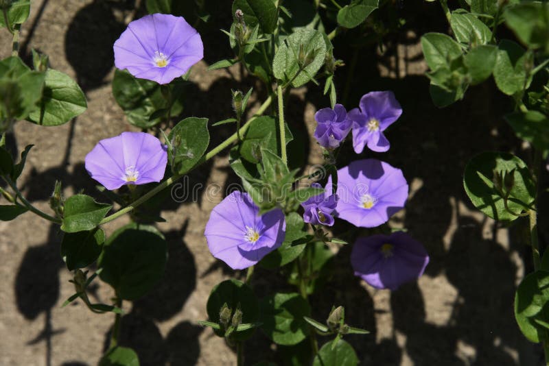 Ground morning glory stock image. Image of park, blooming - 147283899