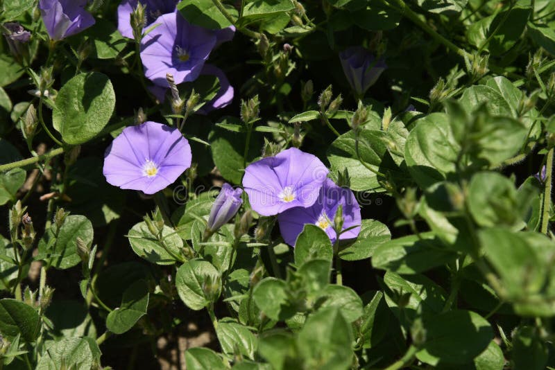Ground morning glory stock image. Image of botany, blooming - 147283845