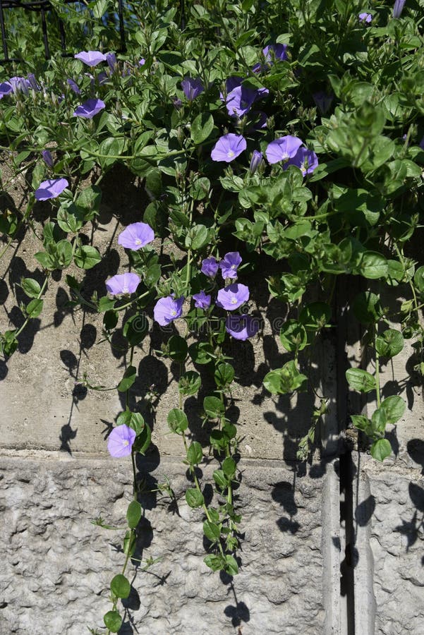 Ground morning glory stock image. Image of park, blooming - 147283899