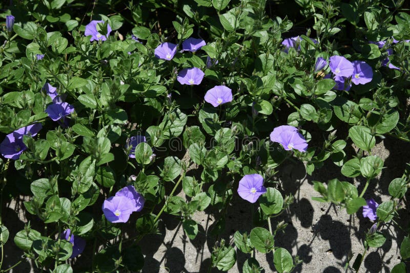 Ground morning glory stock image. Image of park, blooming - 147283899
