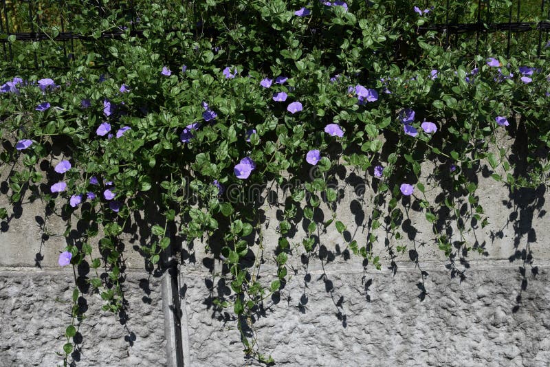 Ground morning glory stock image. Image of park, blooming - 147283899