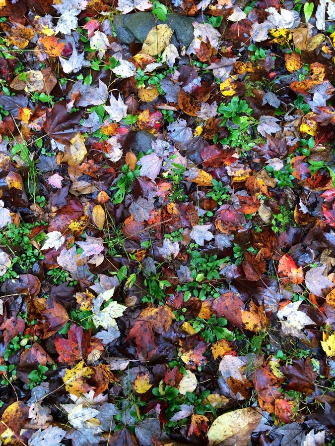 Ground stock photo. Image of leaf, colors, ground, leaves - 83127572