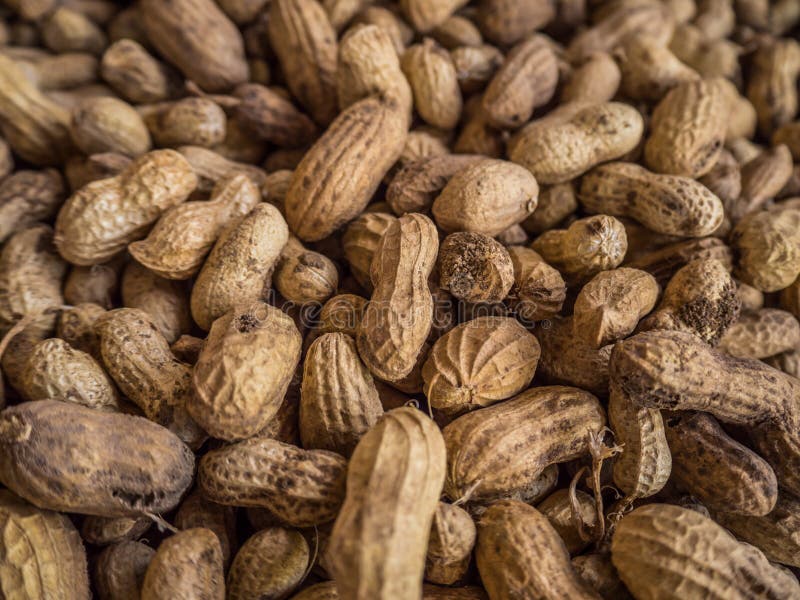 Ground nut disease rust stock image. Image of unsaturated - 63109449