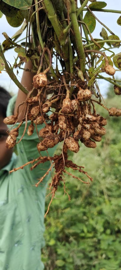 Ground nut stock image. Image of ground, production - 283384203