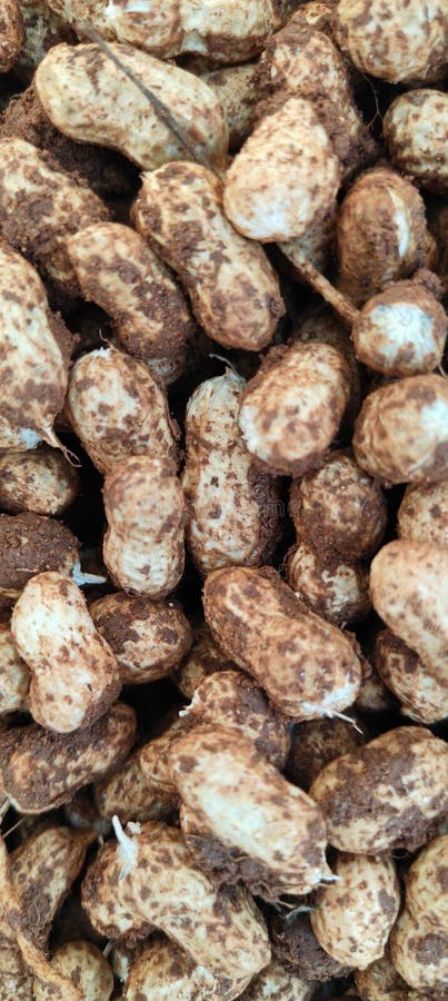 Ground nut stock image. Image of fresh, farming, ground - 283384217