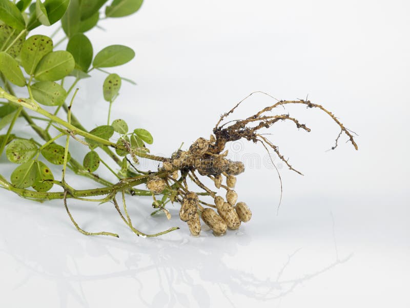 Groundnut Plants stock photo. Image of peel, ground, plant - 21859308