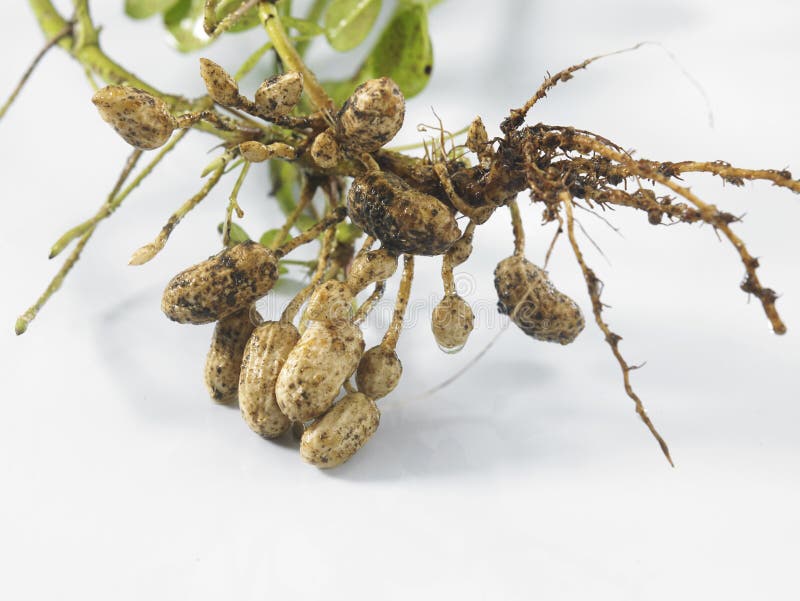 Ground nut stock image. Image of roots, peanut, nutrition - 63808947