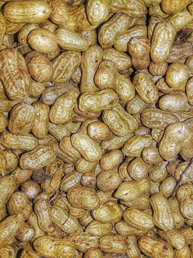 Ground nut stock image. Image of close, house, group - 206487523