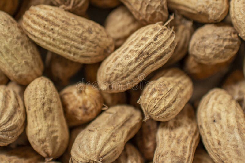Ground Nuts are Also Raw Near Stock Photo - Image of nuts, life: 127780610