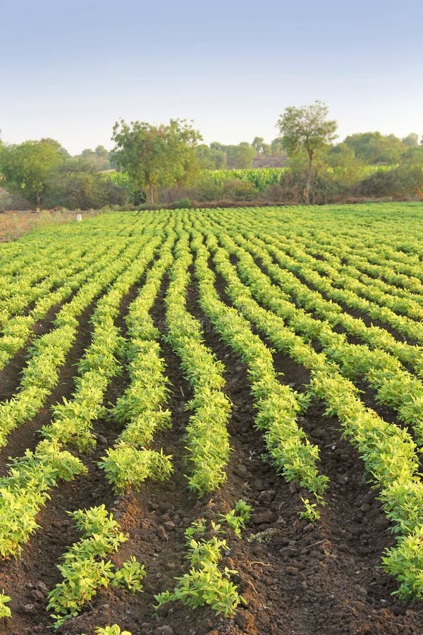 Ground Nuts Farm stock image. Image of plant, israel - 94141951