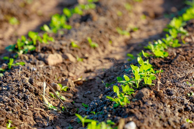 Ground Nuts Field stock photo. Image of health, land - 133221898