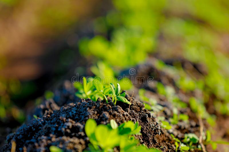 Ground Nuts Field stock photo. Image of peanut, farming - 133222096