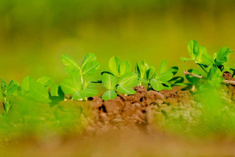 541 Ground Nuts Field Stock Photos - Free & Royalty-Free Stock Photos ...