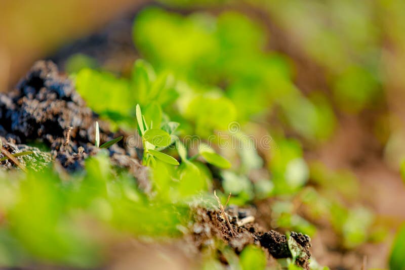 Ground Nuts Field stock photo. Image of earth, india - 133222530