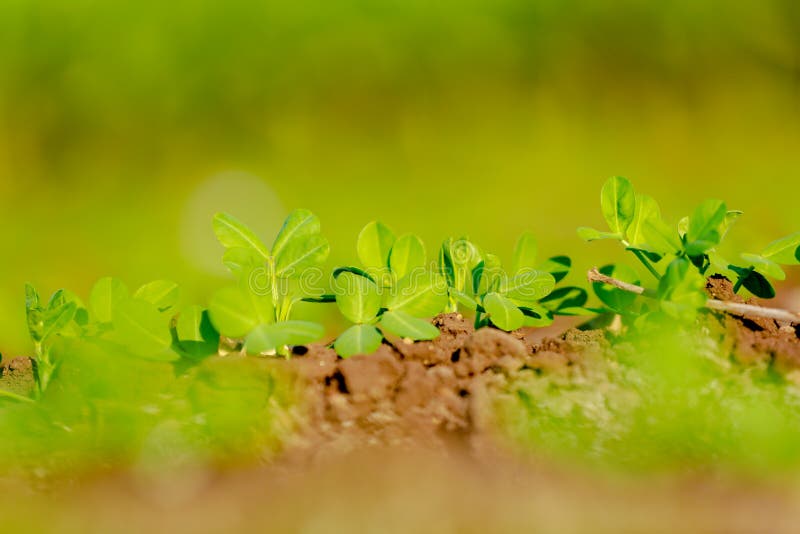 Ground Nuts Field stock photo. Image of growing, nuts - 133222670