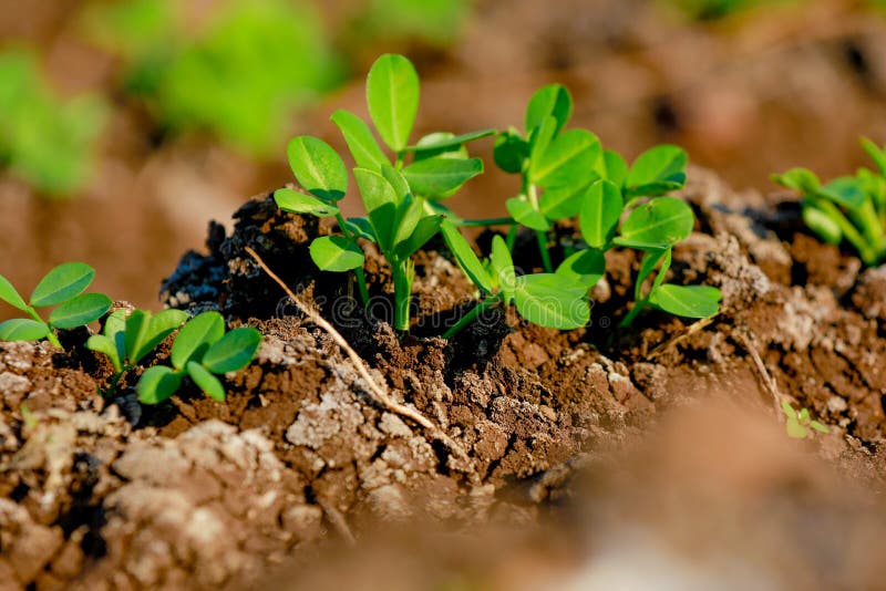 Ground Nuts Field stock image. Image of farmland, field - 133222617
