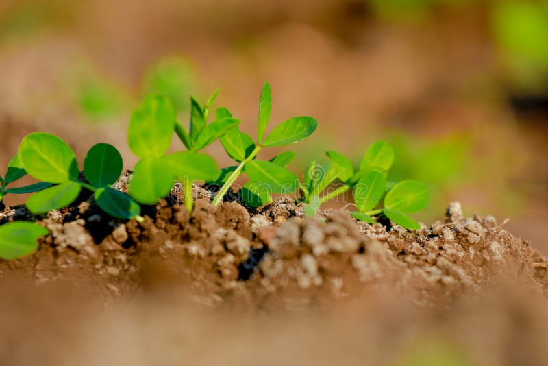 Ground Nuts Field stock photo. Image of grow, field - 133221782