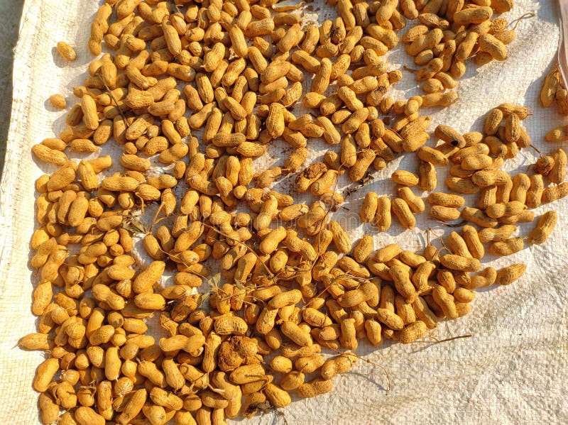 Ground Nuts or Peanuts are Dried in the Sun Stock Image - Image of ...