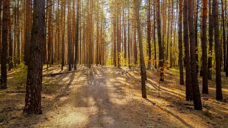 Ground Path through Autumn Forest on a Sunny Autumn Day Stock Image ...