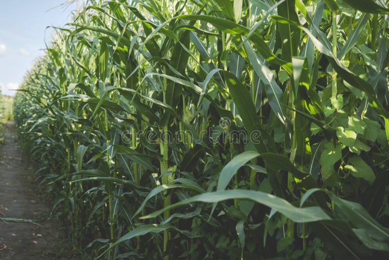 Ground Path through Corn Field Stock Image - Image of corn, plant ...