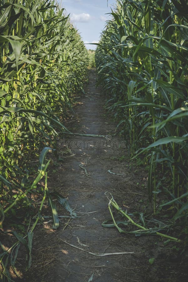 Ground Path through Corn Field Stock Image - Image of plant, corn ...