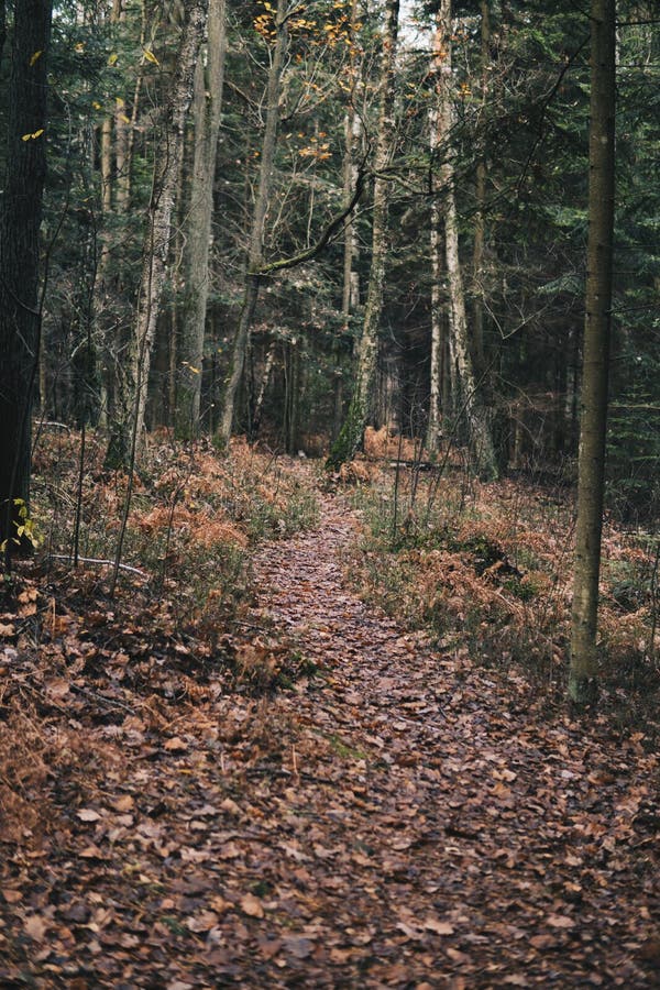 Ground Path through a Forest Stock Image - Image of leaves, light ...
