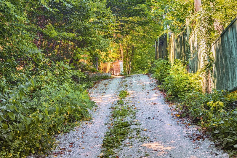 Ground path in a forest stock photo. Image of peace, dark - 98800510