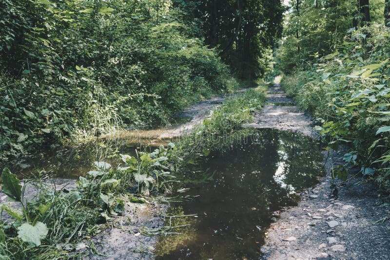 Ground Path through a Forest with Puddles after Rain Stock Photo ...