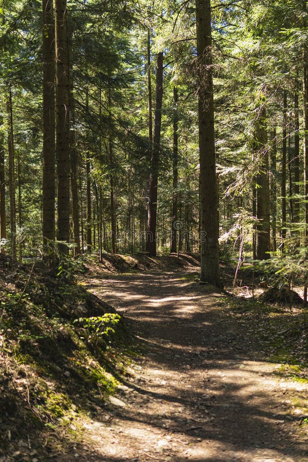 Ground Path through a Forest during Summer Season Stock Image - Image ...