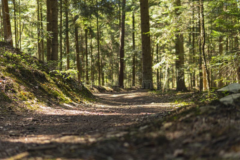 Ground Path through a Forest during Summer Season Stock Image - Image ...