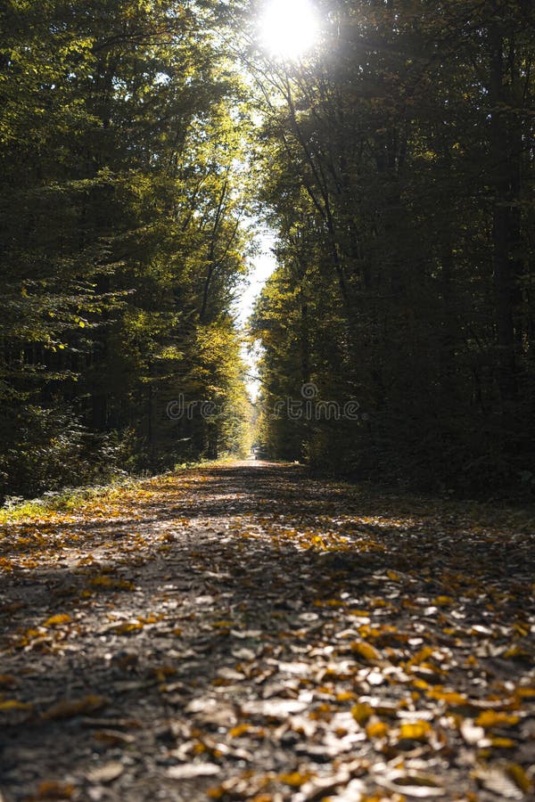 Ground Path through a Forest during Sunny Day in Autumn Stock Image ...