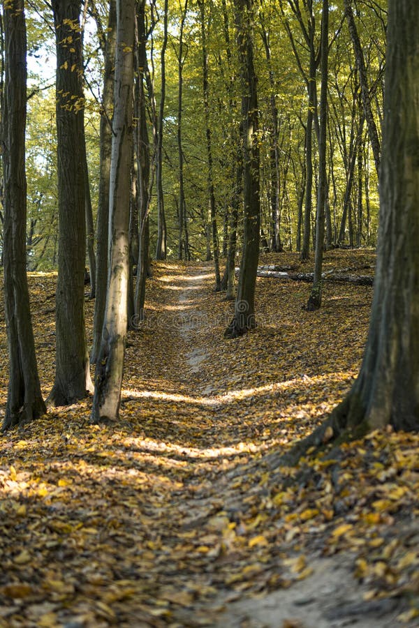 Ground Path through a Forest during Sunny Day in Autumn Stock Image ...