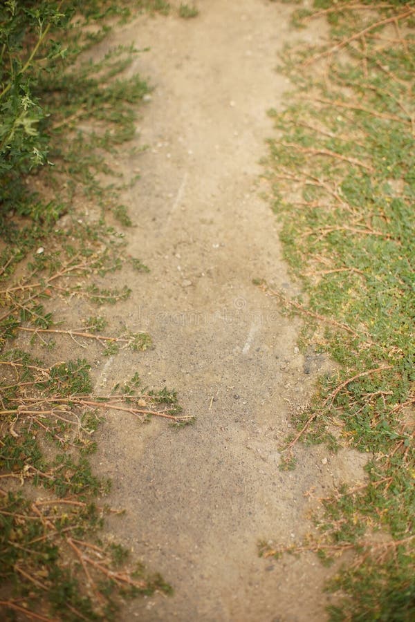 Ground Path Stretches between Lush Green Grass Covered with Fallen ...