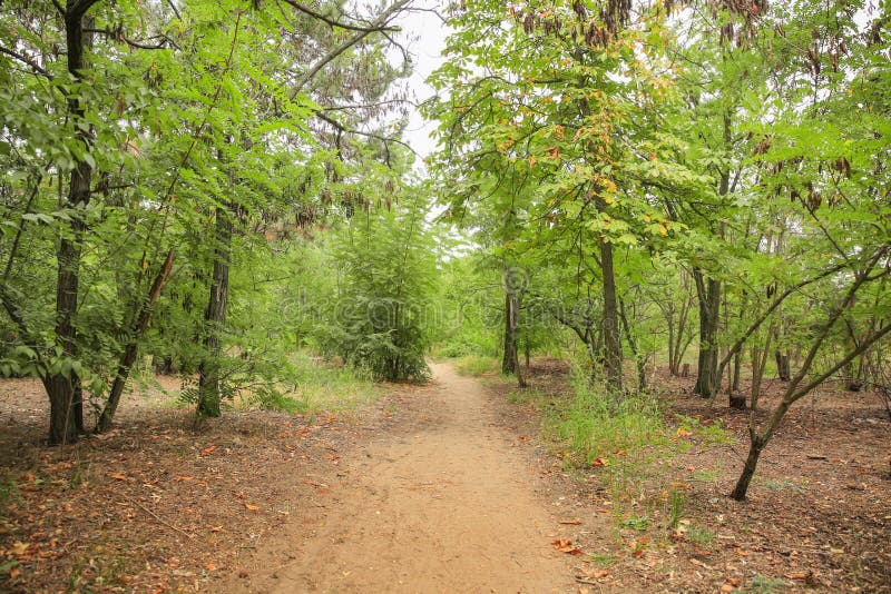 Ground Pathway in Beautiful Park Stock Image - Image of outdoors ...