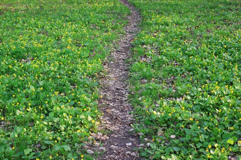 Ground Pathway between Green Grass with Yellow Flowers Stock Photo ...