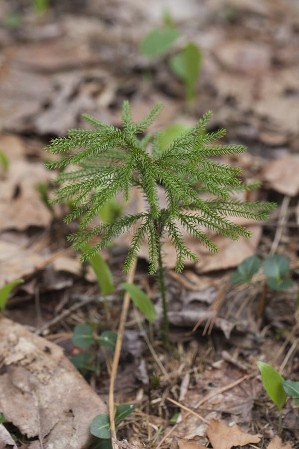 Ground Pine Lycopodium Obscurum Stock Photos - Free & Royalty-Free ...