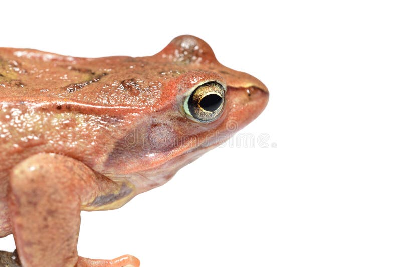 Ground Pink Toad Sits Quietly Stock Photos - Free & Royalty-Free Stock ...