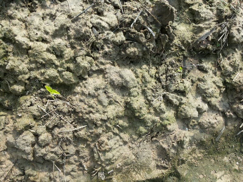 The Ground in the Planting Plot. Stock Photo - Image of moist, wall ...