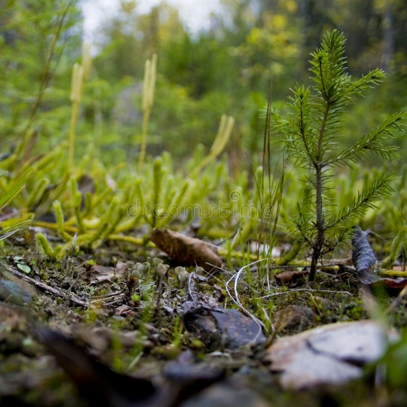 Ground plants in woods stock image. Image of seedling - 7018631