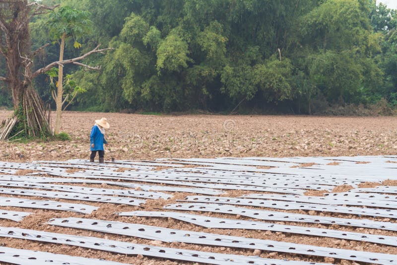 Ground with Plastic Protecting Strips for Plantation Stock Image ...
