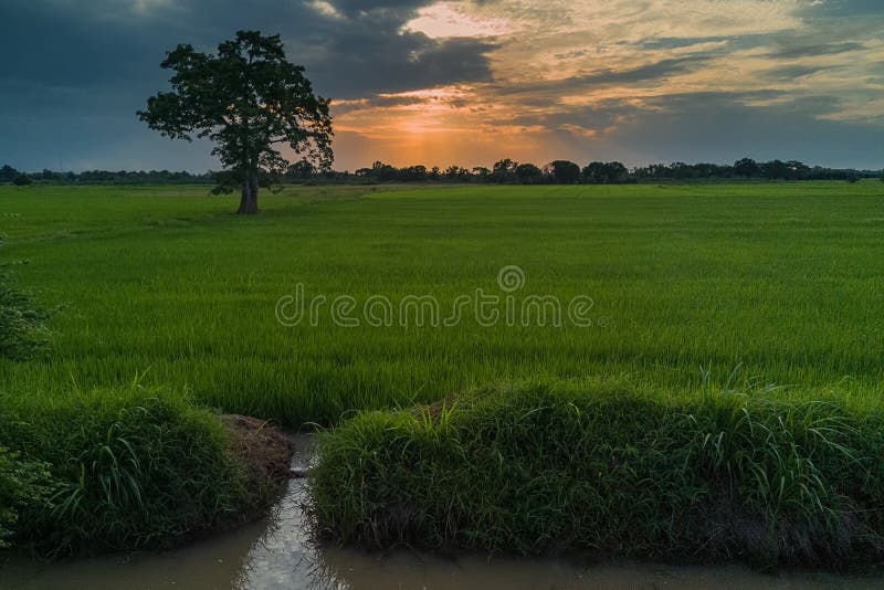 Ground Rice, Application of Cooked Rice, Stock Photo - Image of grass ...