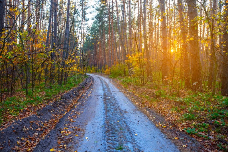 Ground Road through the Autumn Forest at the Sunset Stock Photo - Image ...