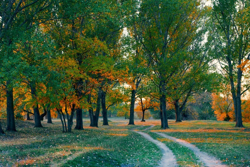 Ground Road and Beautiful Trees in the Autumn Forest,bright Sunlight ...