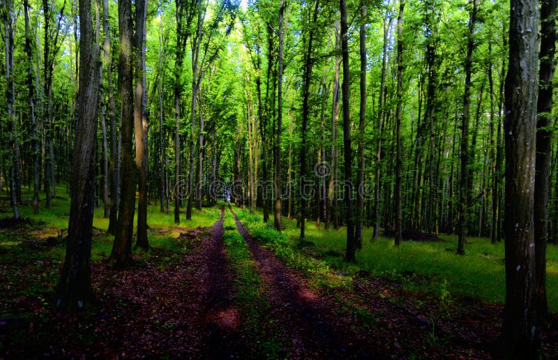 Ground Road in Broad Leaf Trees Forest Stock Photo - Image of ground ...