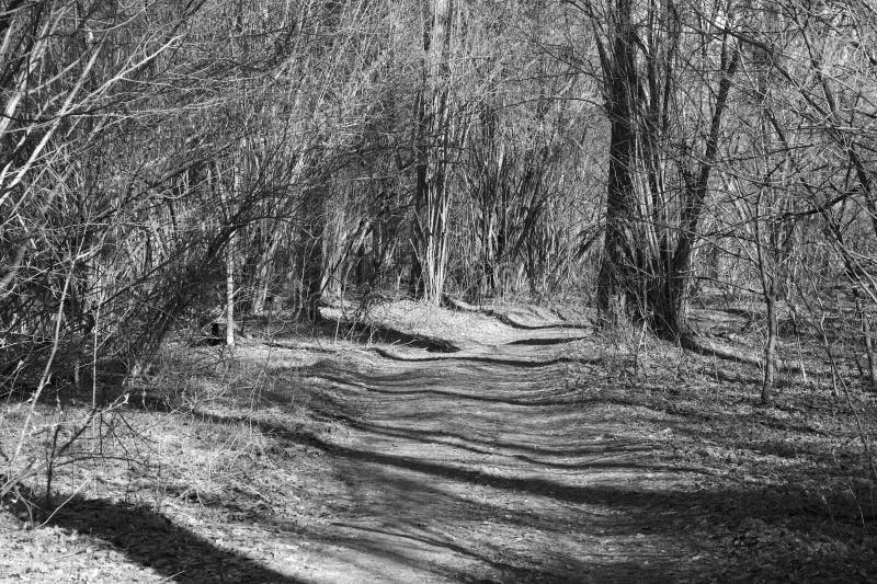 Ground Road through Bushes Grove in Black and White Stock Image - Image ...
