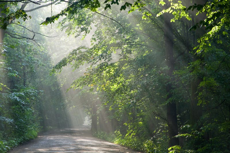 Spring Forest Path with Morning Sunbeams Stock Image - Image of dawn ...