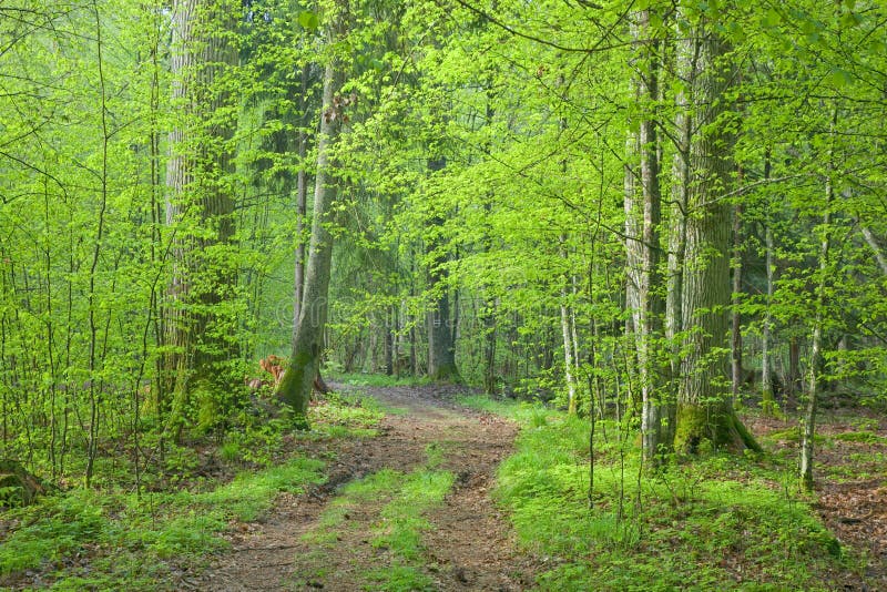 Forest Trail in Spring stock photo. Image of nature, exercise - 142026