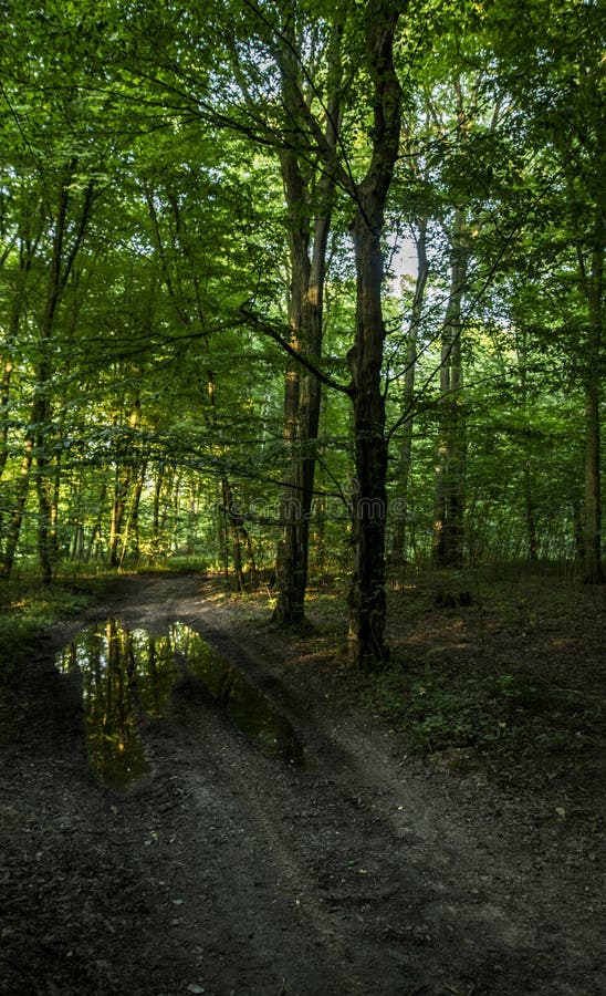 Ground Road through the Dark Deciduous Forest of the Temperate Zone ...